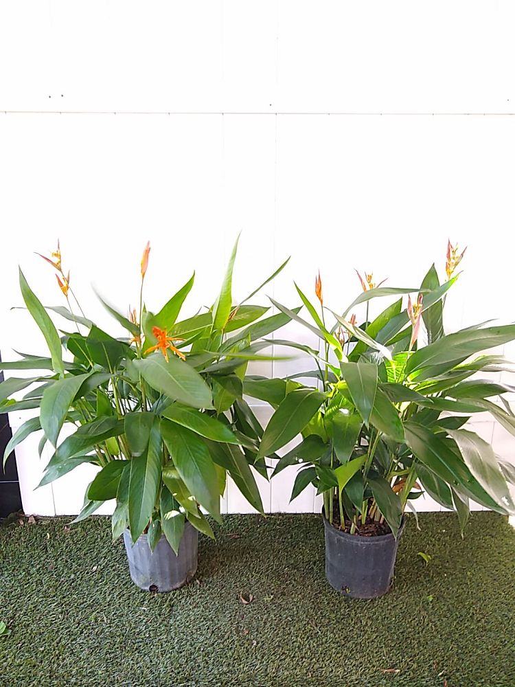 Heliconia ‘Choconiana’ | PlantVine