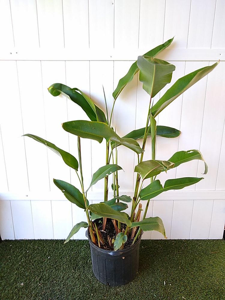 Heliconia rostrata, Lobster Claw Heliconia | PlantVine