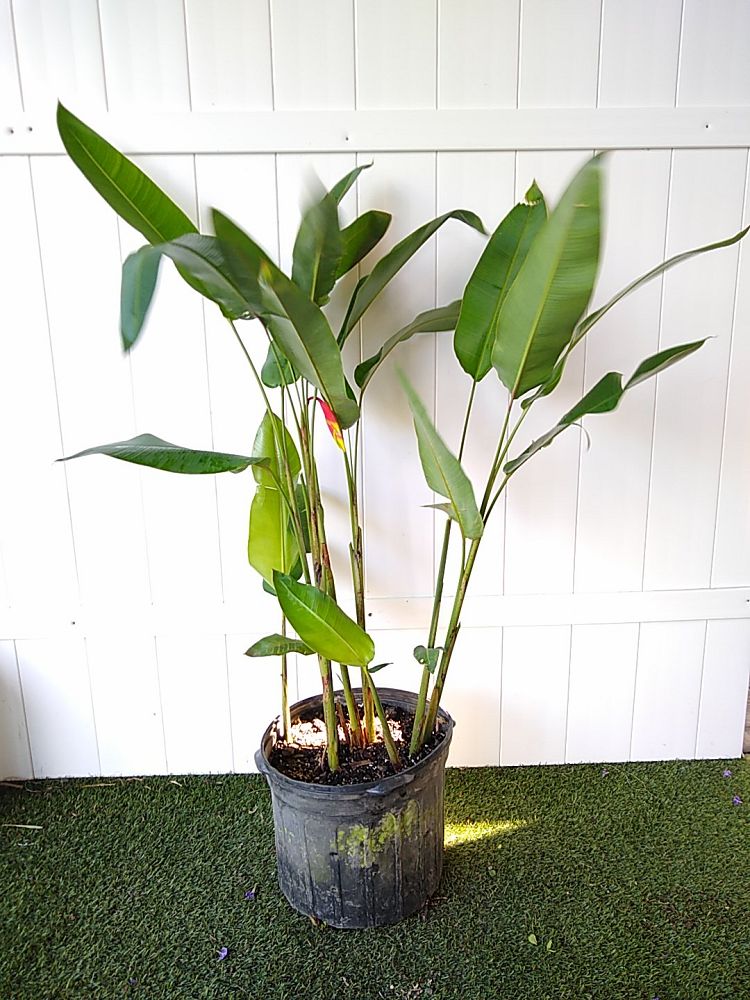 Heliconia rostrata, Lobster Claw Heliconia | PlantVine