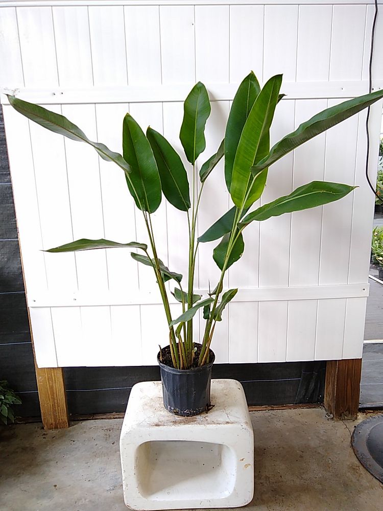 Heliconia rostrata, Lobster Claw Heliconia | PlantVine