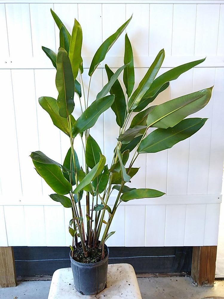 Heliconia rostrata, Lobster Claw Heliconia | PlantVine