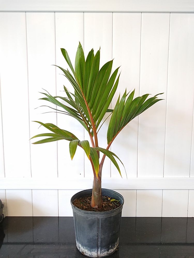 Hyophorbe lagenicaulis, Bottle Palm | PlantVine
