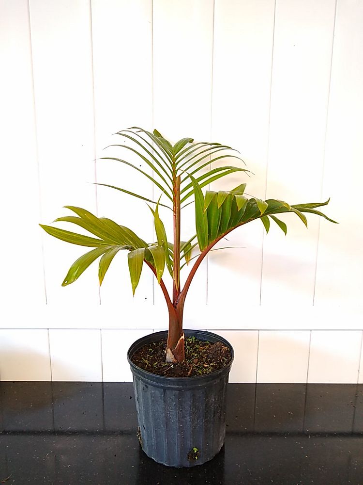 Hyophorbe lagenicaulis, Bottle Palm | PlantVine