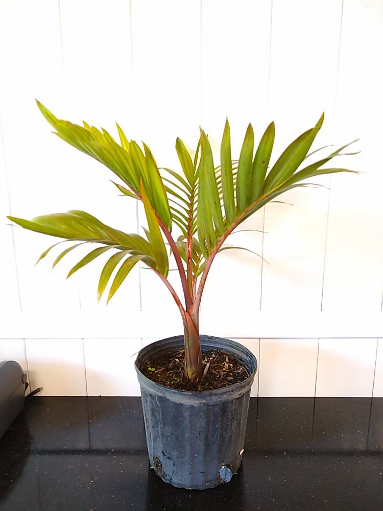 Hyophorbe lagenicaulis, Bottle Palm | PlantVine