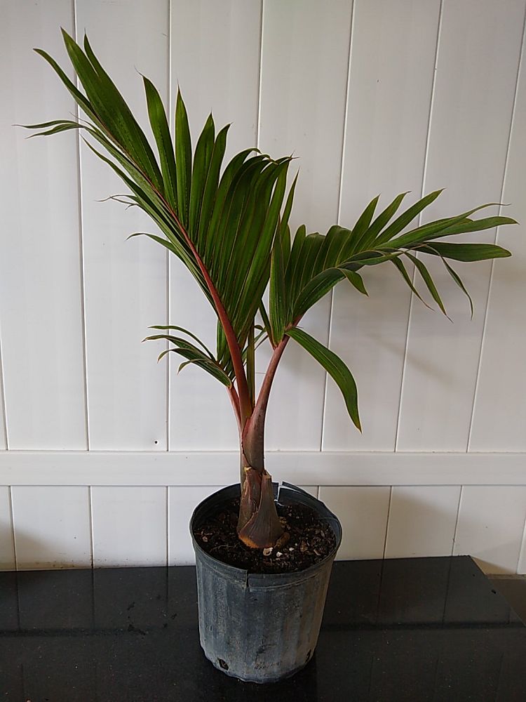 Hyophorbe lagenicaulis, Bottle Palm | PlantVine