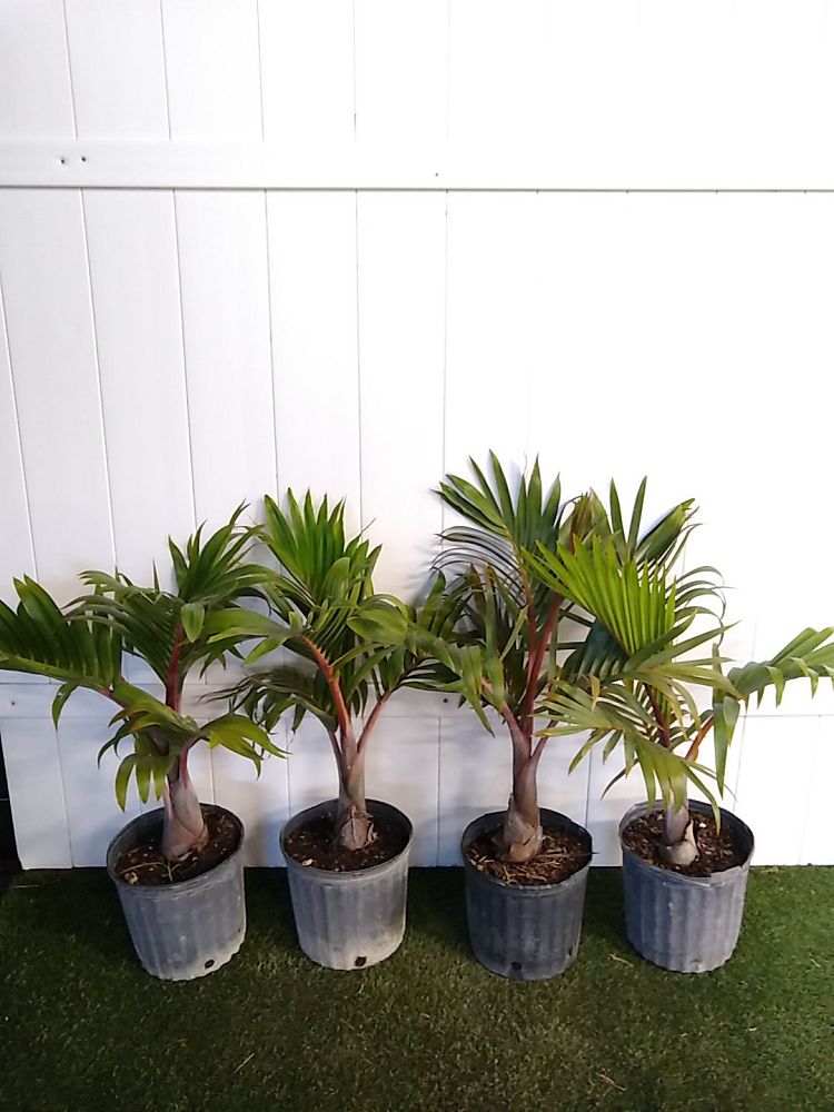 Hyophorbe lagenicaulis, Bottle Palm | PlantVine