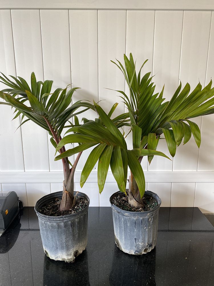 Hyophorbe lagenicaulis, Bottle Palm | PlantVine