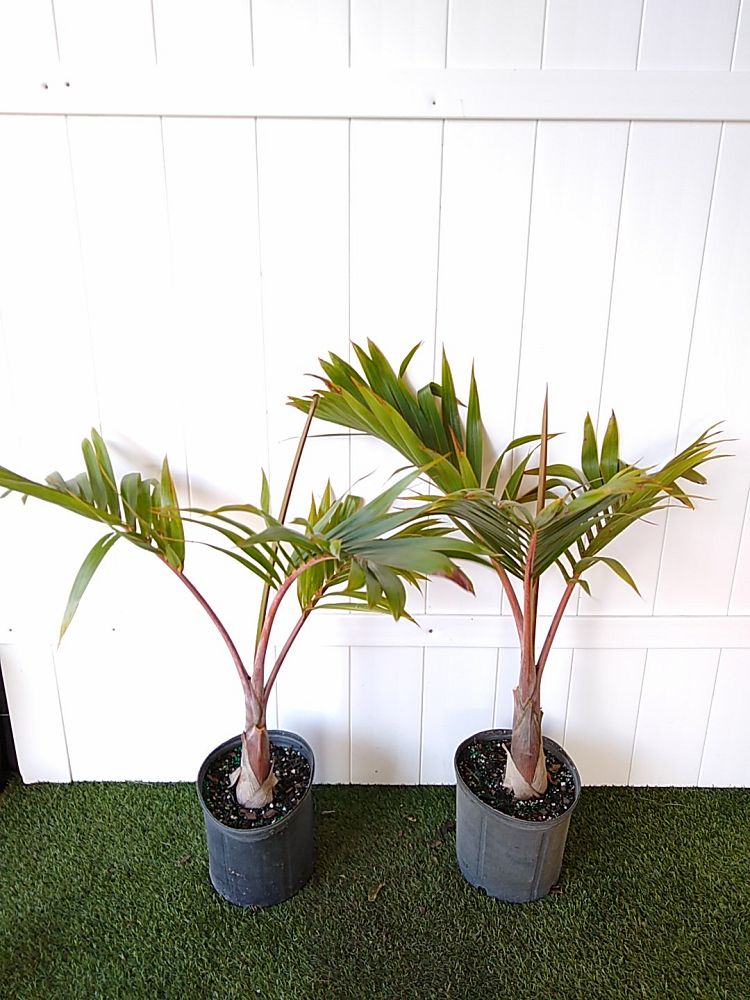 Hyophorbe lagenicaulis, Bottle Palm | PlantVine