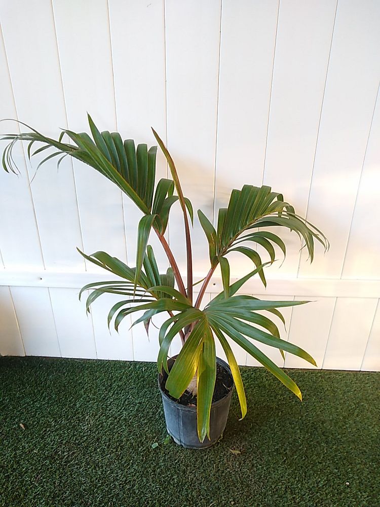 Hyophorbe lagenicaulis, Bottle Palm | PlantVine