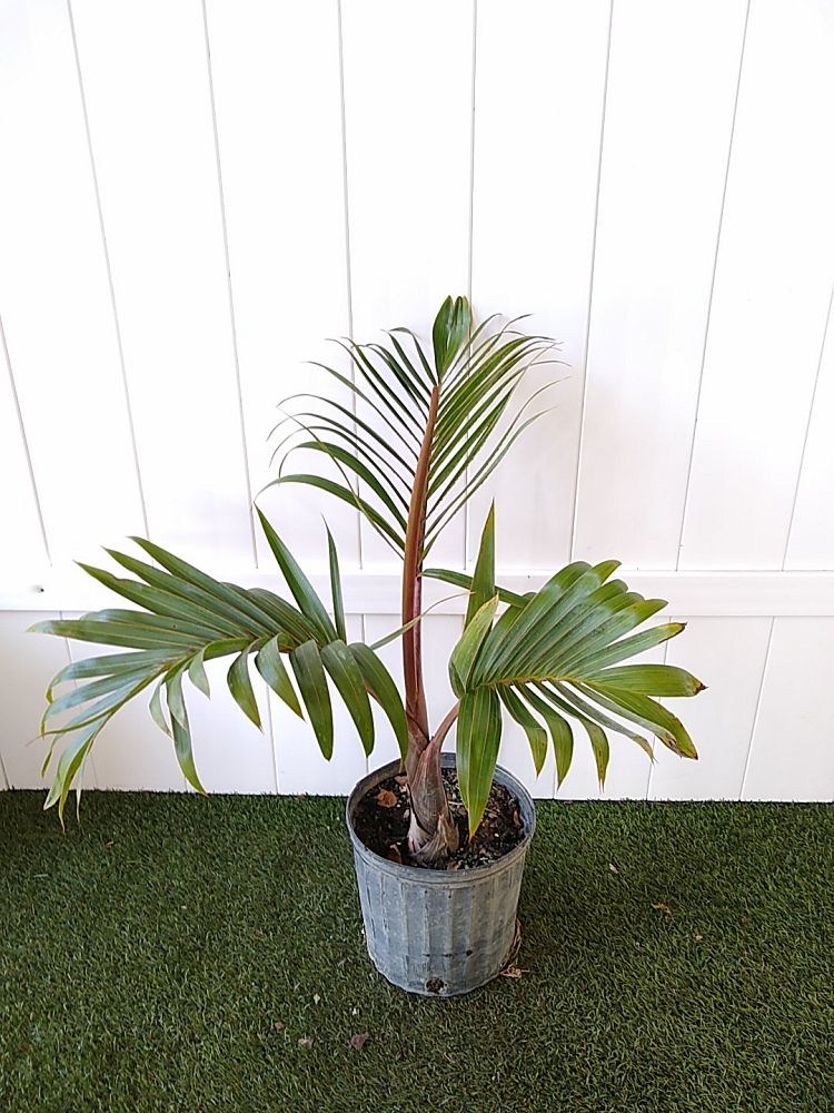 Hyophorbe lagenicaulis, Bottle Palm | PlantVine