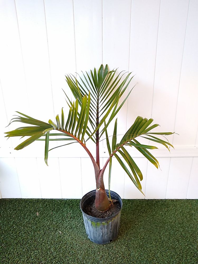 Bottle Palm Tree | PlantVine