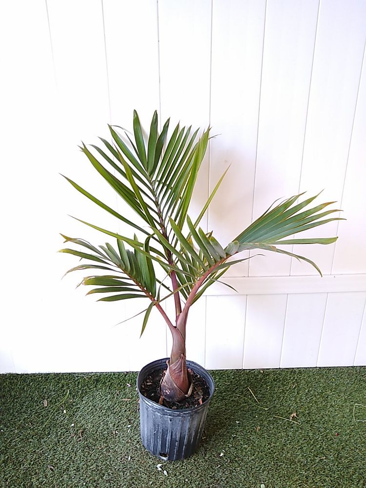 Bottle Palm Tree | PlantVine