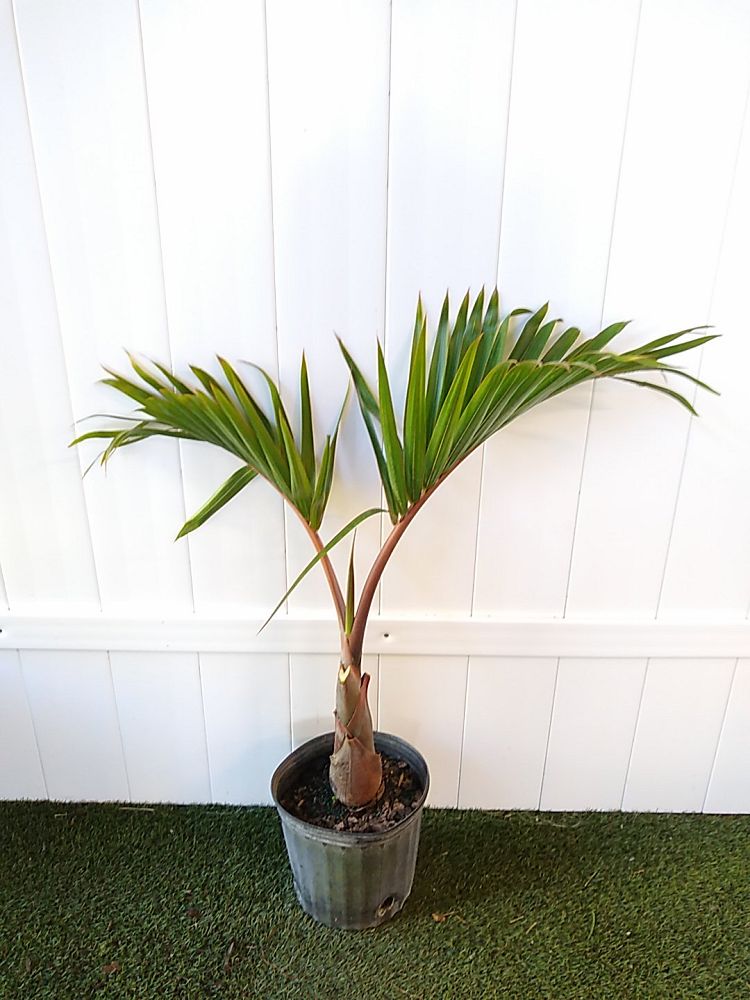 Bottle Palm Tree | PlantVine