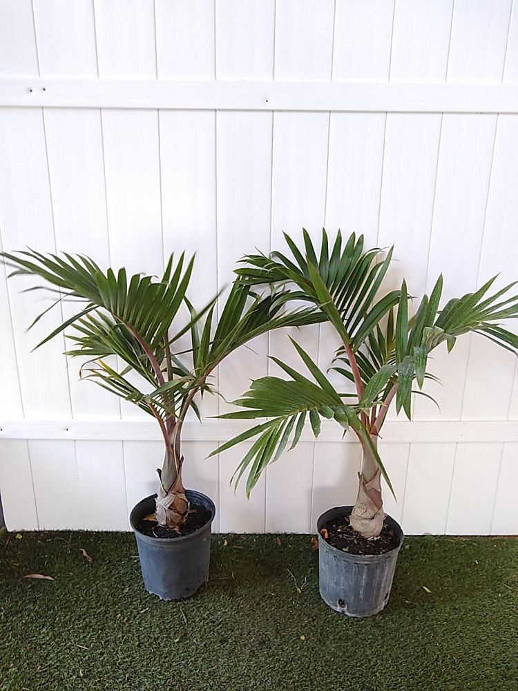 Bottle Palm Tree | PlantVine