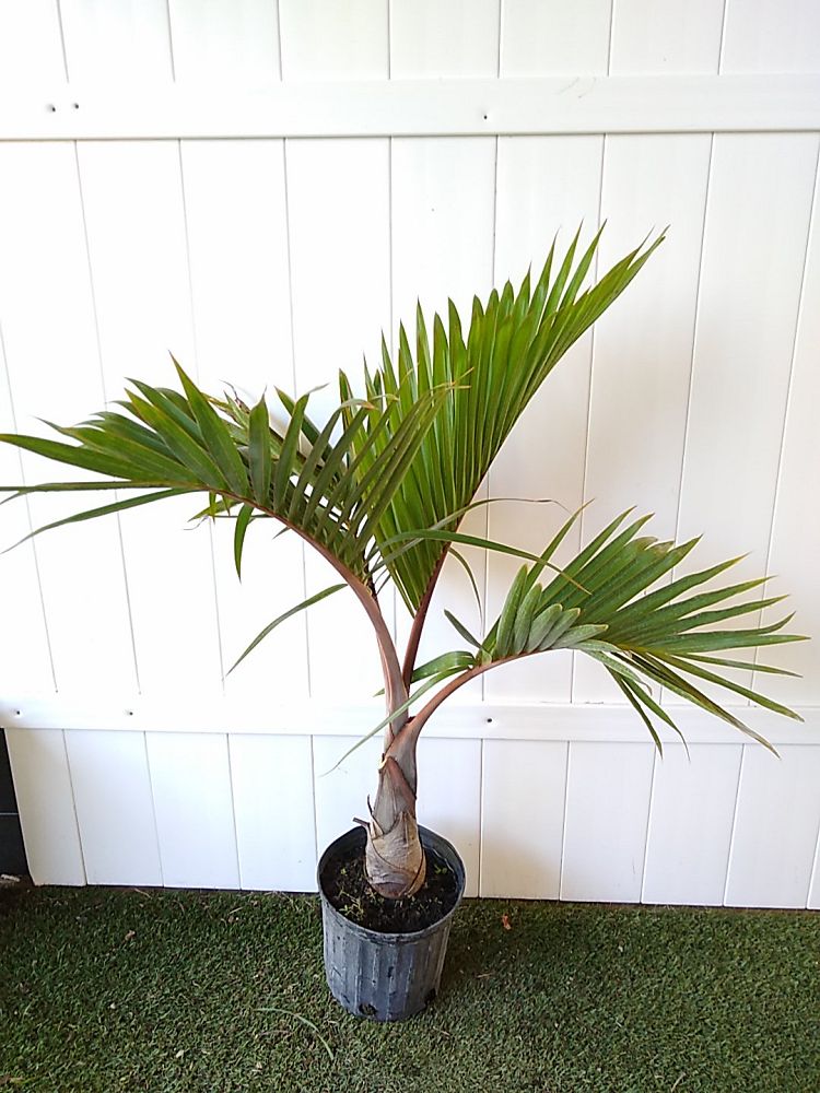 Bottle Palm Tree | PlantVine