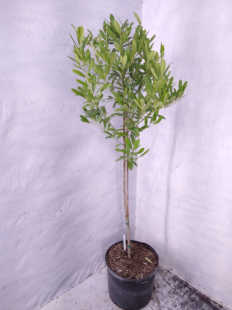 Dahoon Holly | PlantVine