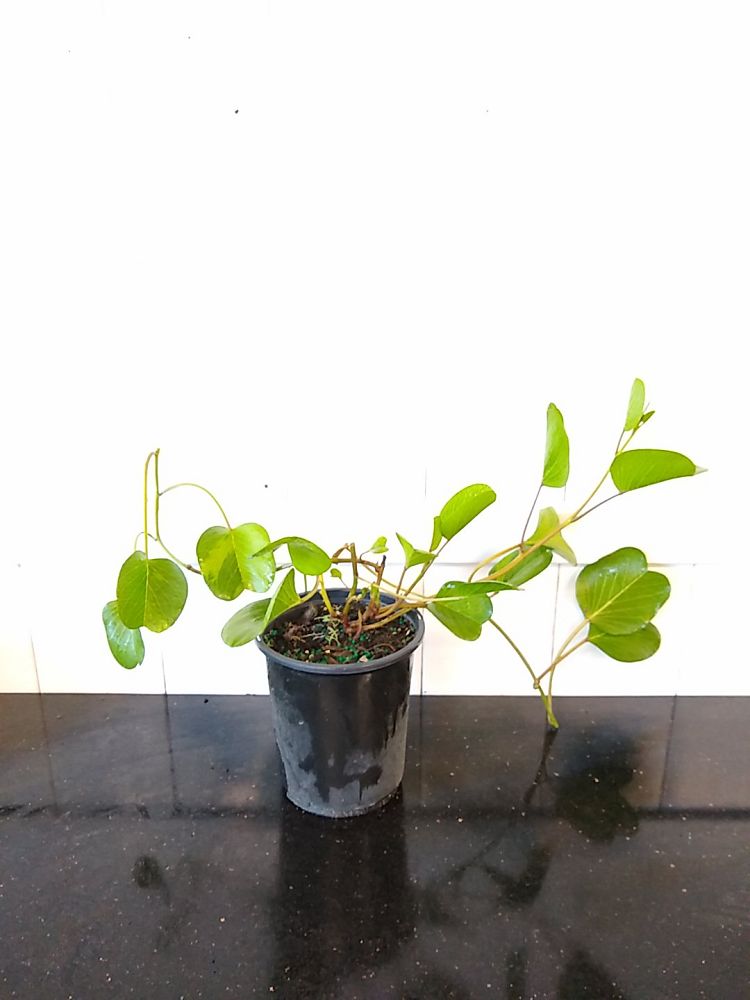 Ipomoea pes-caprae, Railroad Vine, Goat’s Foot, Beach Morning Glory ...