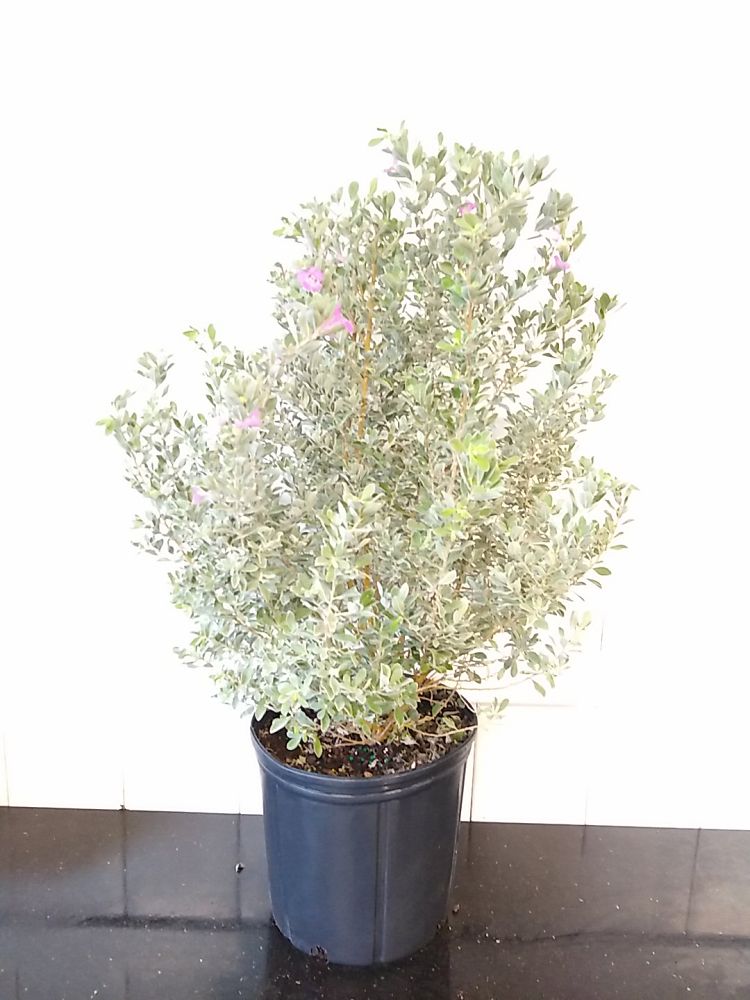 Texas Sage, Leucophyllum frutescens | PlantVine