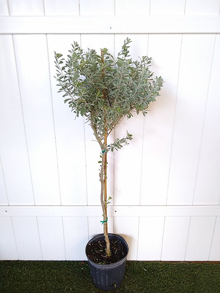 Texas Sage, Leucophyllum frutescens | PlantVine