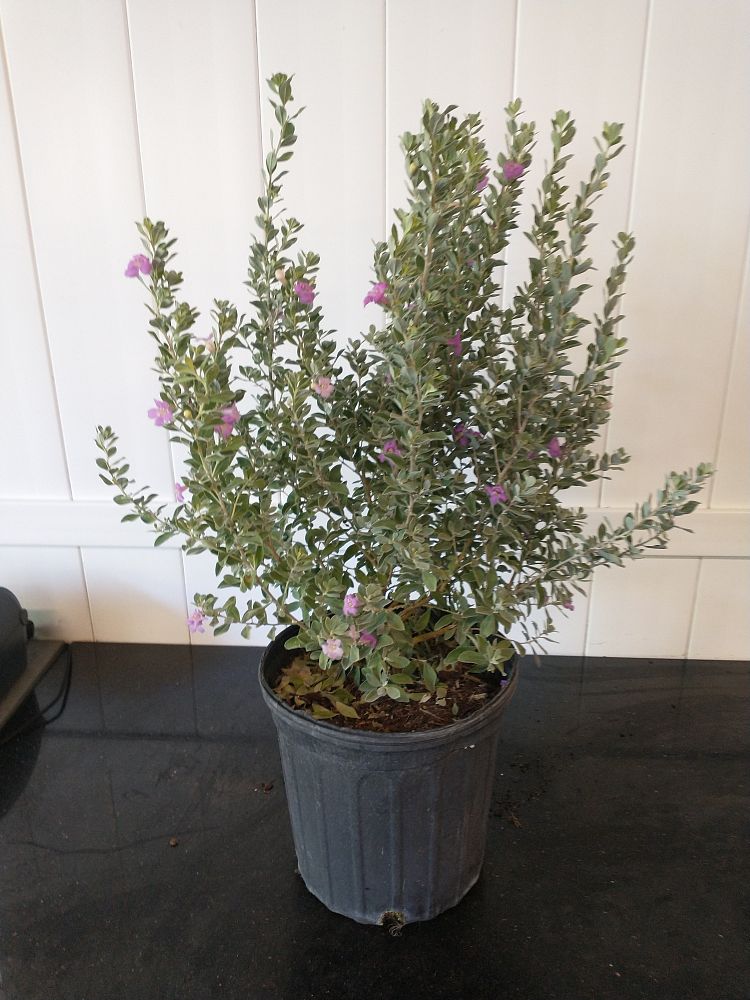 Texas Sage | PlantVine