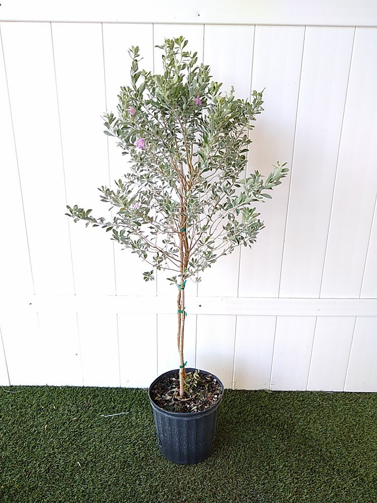 Texas Sage | PlantVine