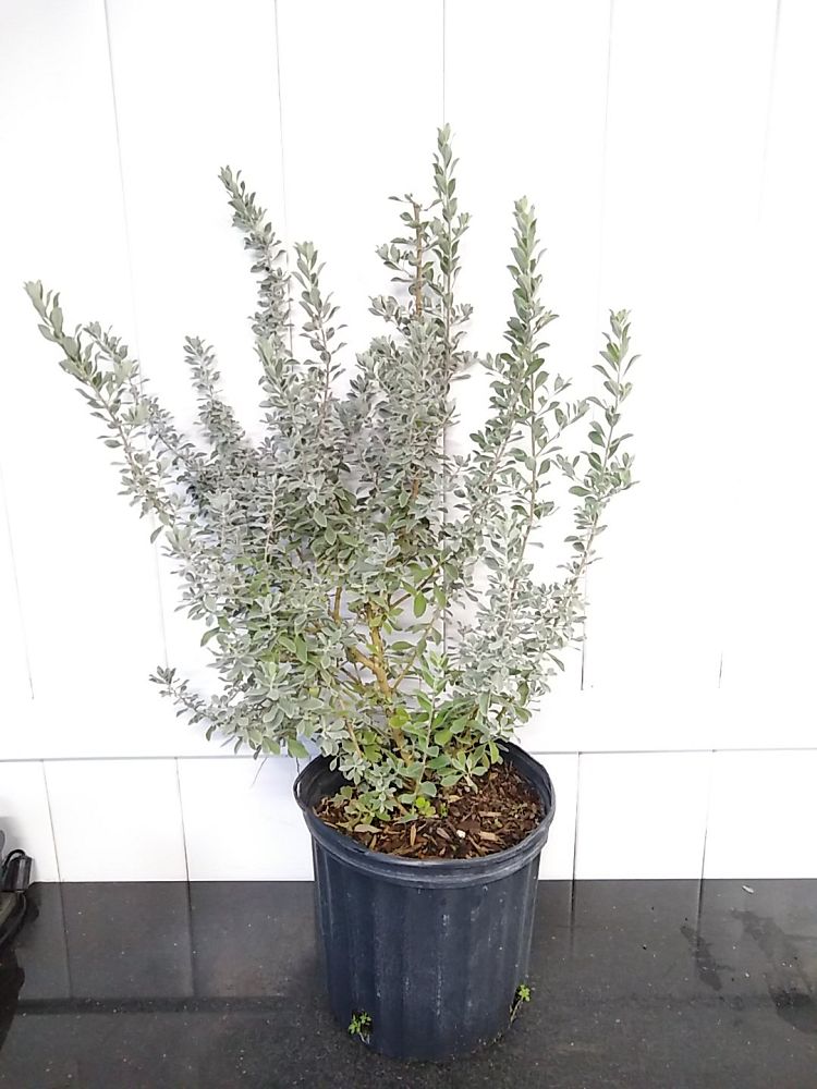 Texas Sage | PlantVine