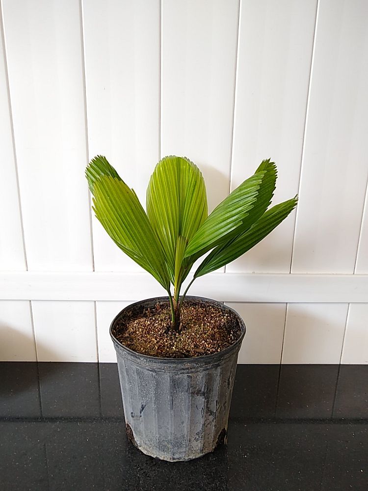 Licuala Palm | PlantVine