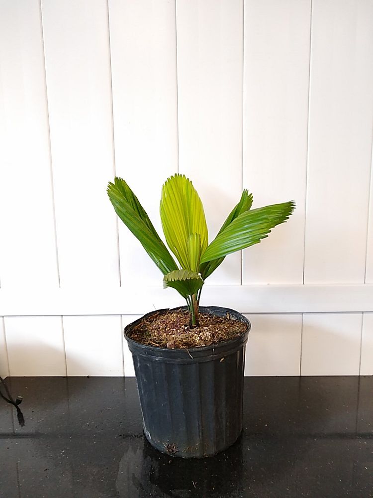 Licuala Palm | PlantVine