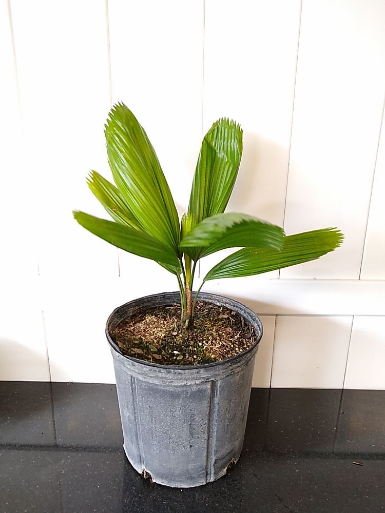 Licuala Palm | PlantVine