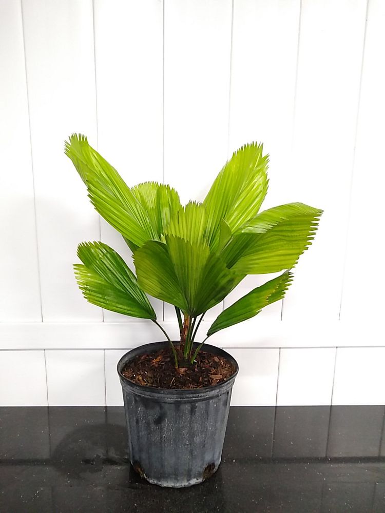 Licuala Palm | PlantVine