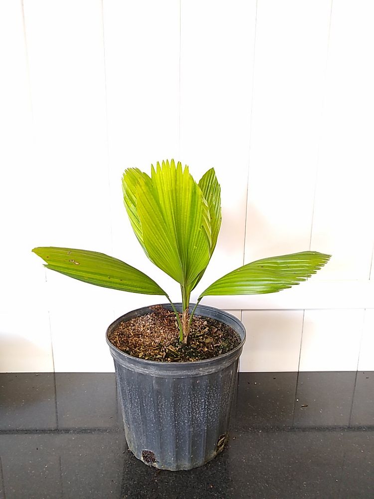 Licuala Palm | PlantVine