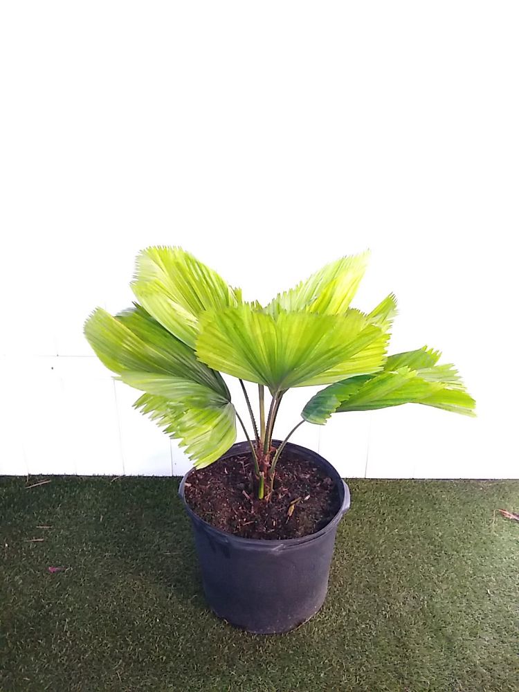 Licuala Palm | PlantVine