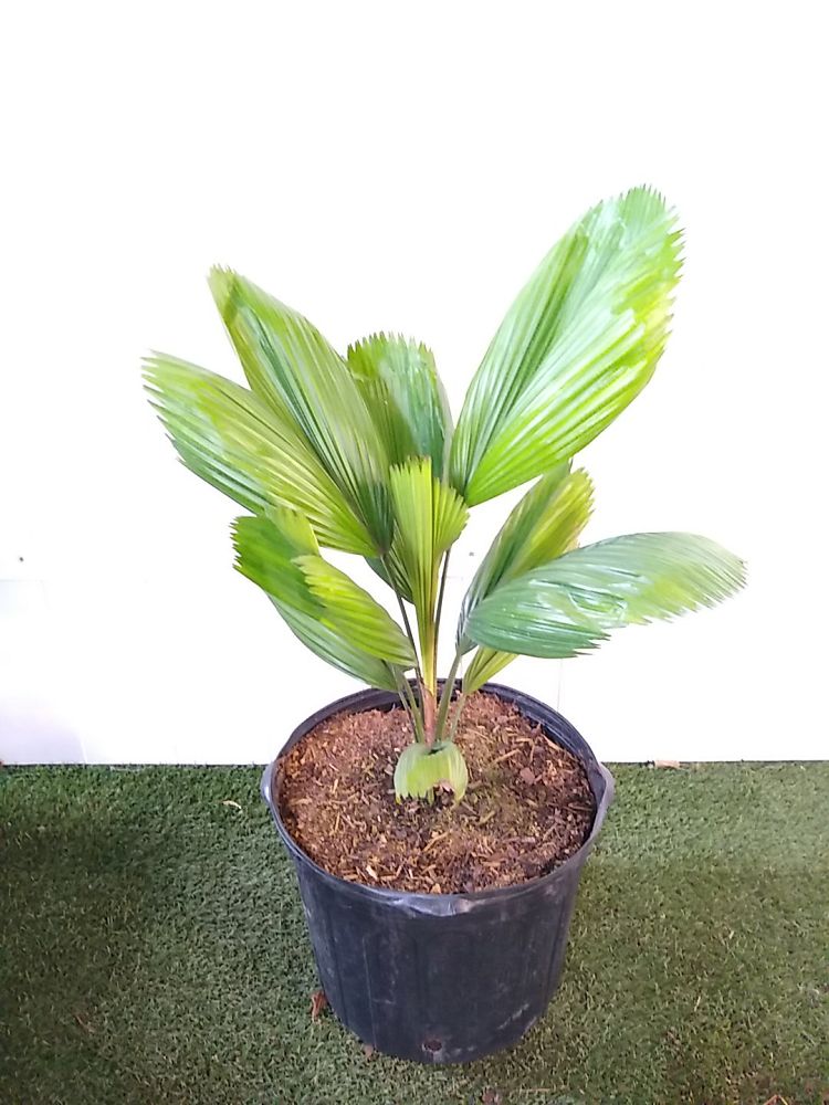 Licuala Palm | PlantVine