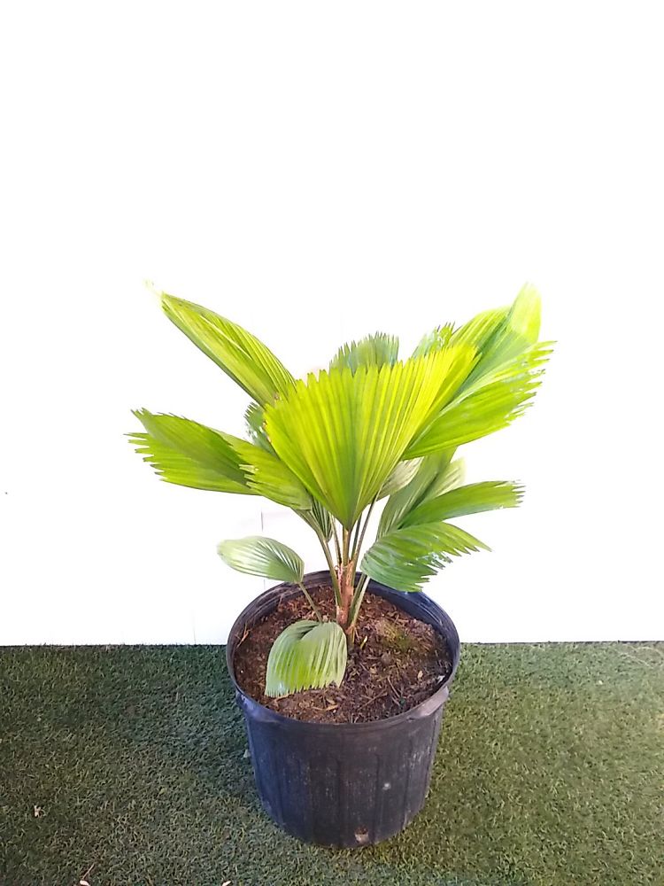 Licuala Palm | PlantVine