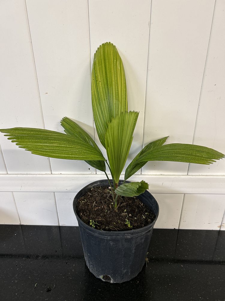 Licuala Grandis Palm | PlantVine