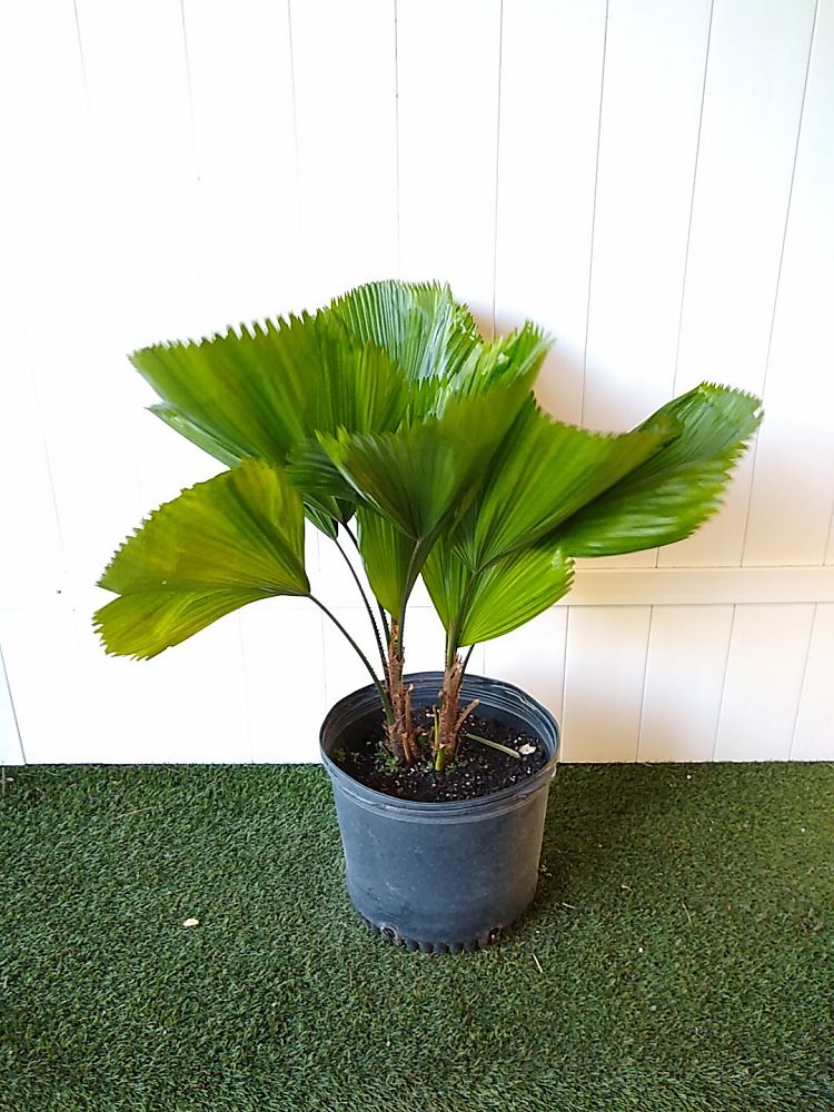 Licuala Grandis | PlantVine