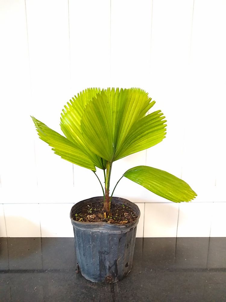 Licuala Grandis | PlantVine