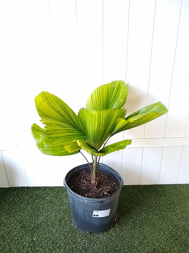 Licuala Grandis | PlantVine