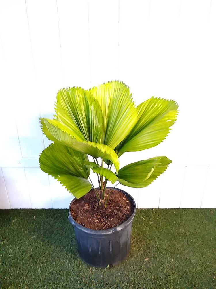 Licuala Grandis | PlantVine