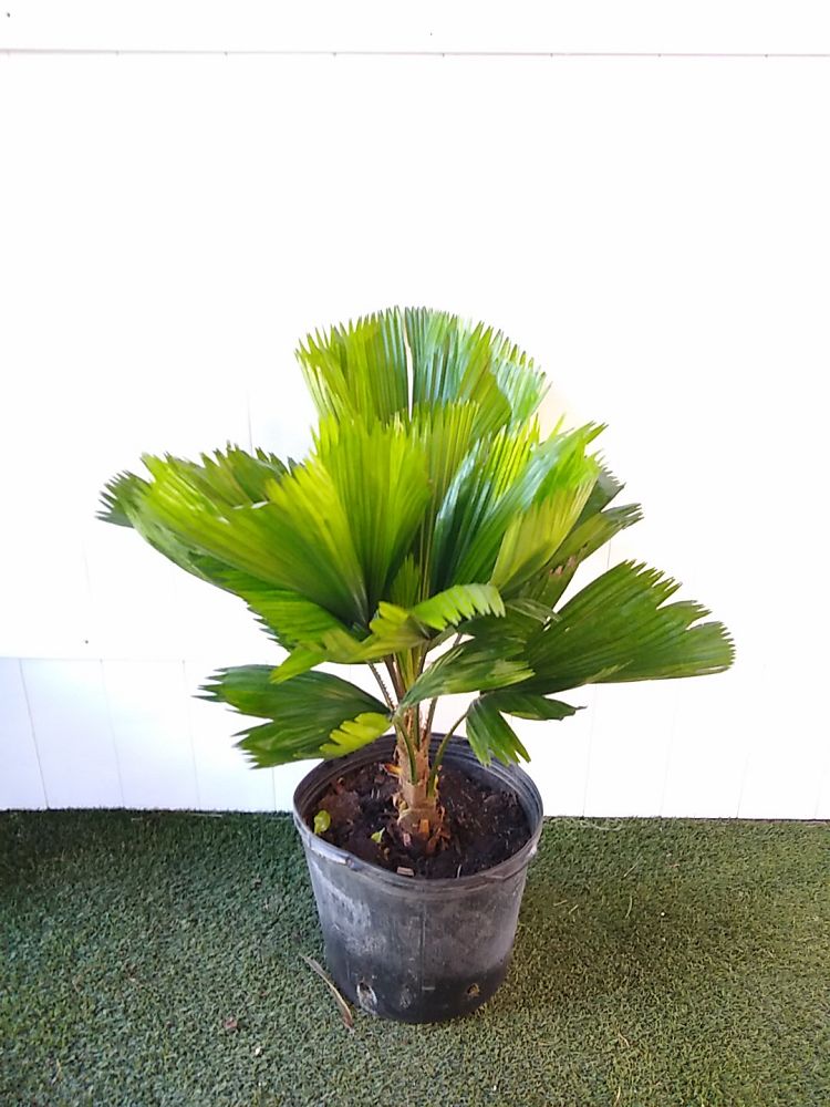 Licuala Grandis | PlantVine