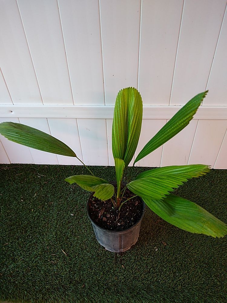 Licuala Grandis Palm | PlantVine