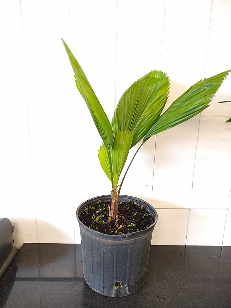 Licuala Grandis Palm | PlantVine