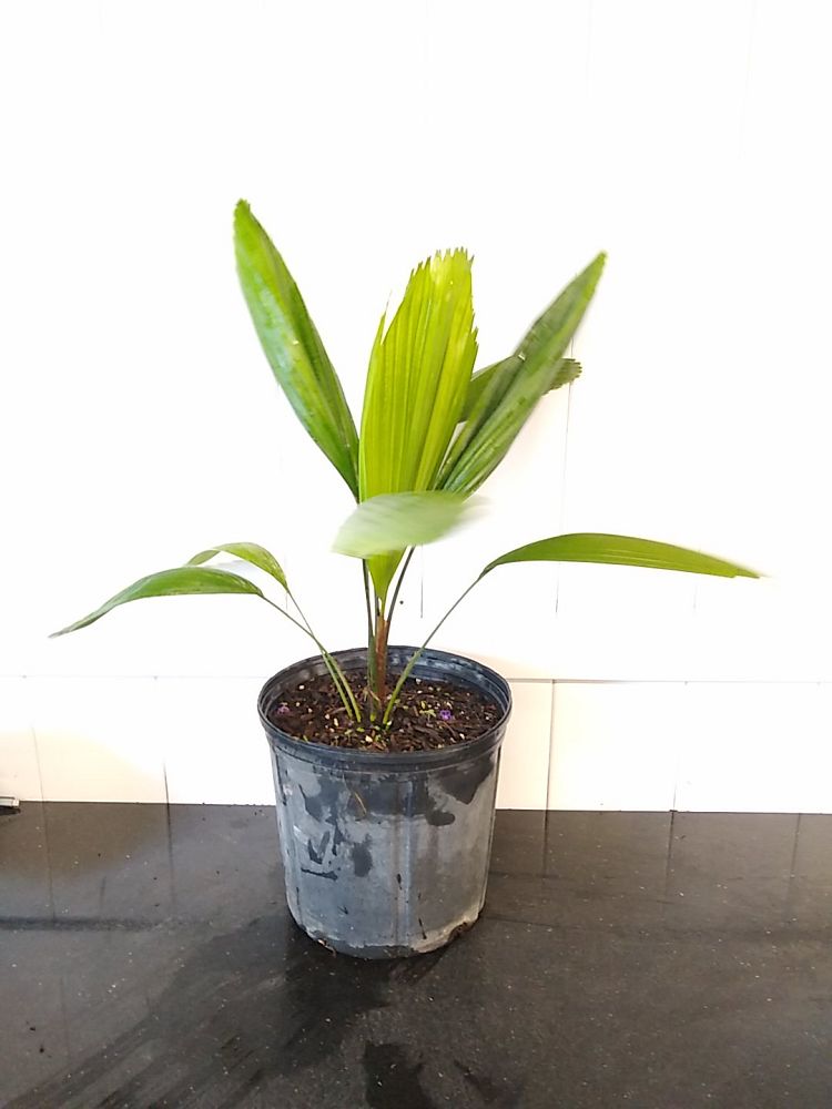 Licuala Grandis Palm | PlantVine