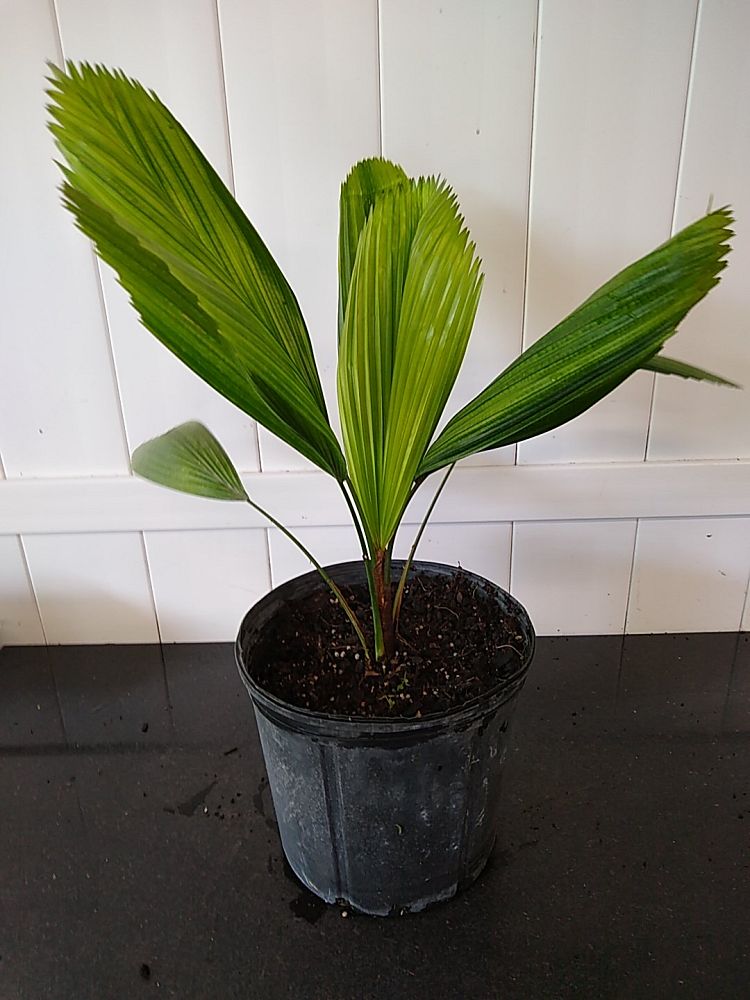 Licuala Grandis Palm | PlantVine