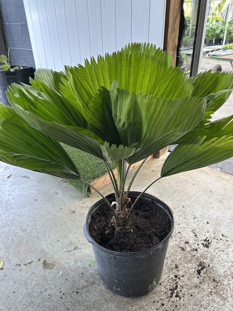 Licuala Grandis Palm | PlantVine