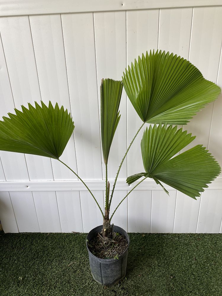 Licuala peltata sumawongii, Licuala peltata elegans | PlantVine