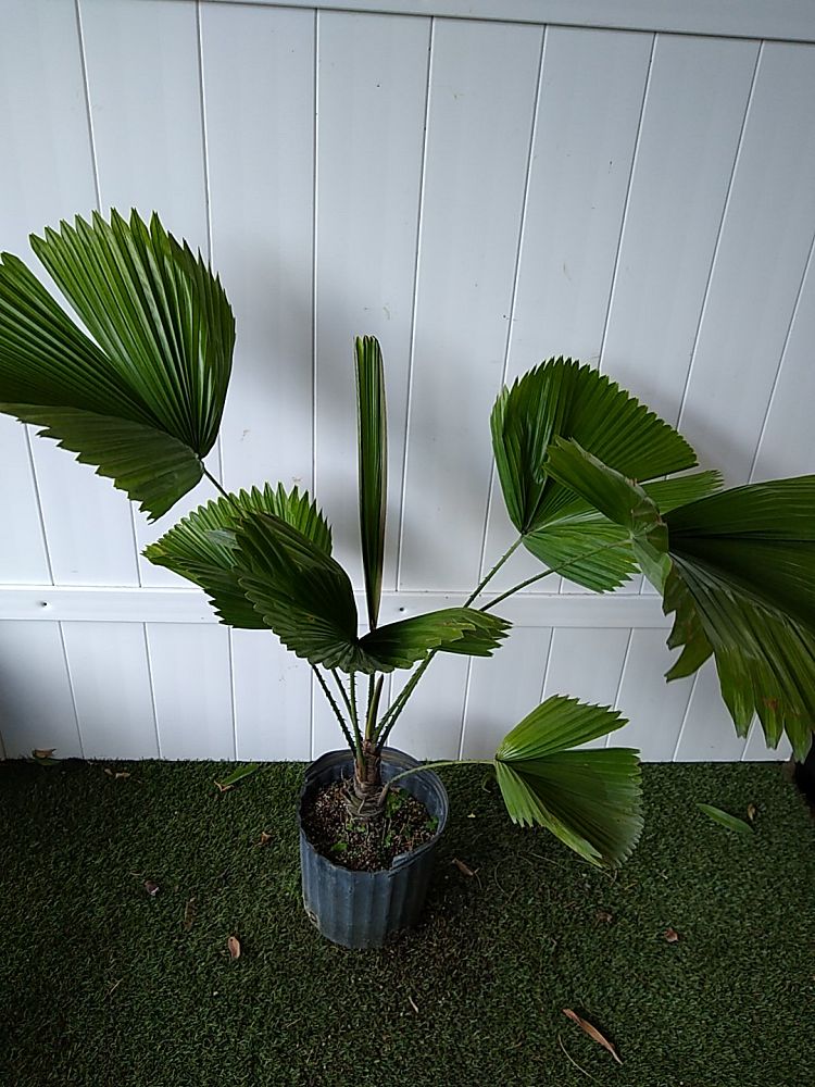 Licuala peltata sumawongii, Licuala peltata elegans | PlantVine