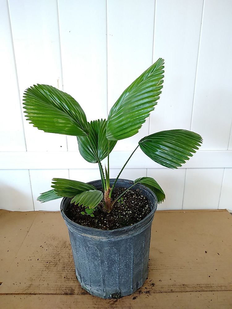 Licuala peltata sumawongii, Licuala peltata elegans | PlantVine