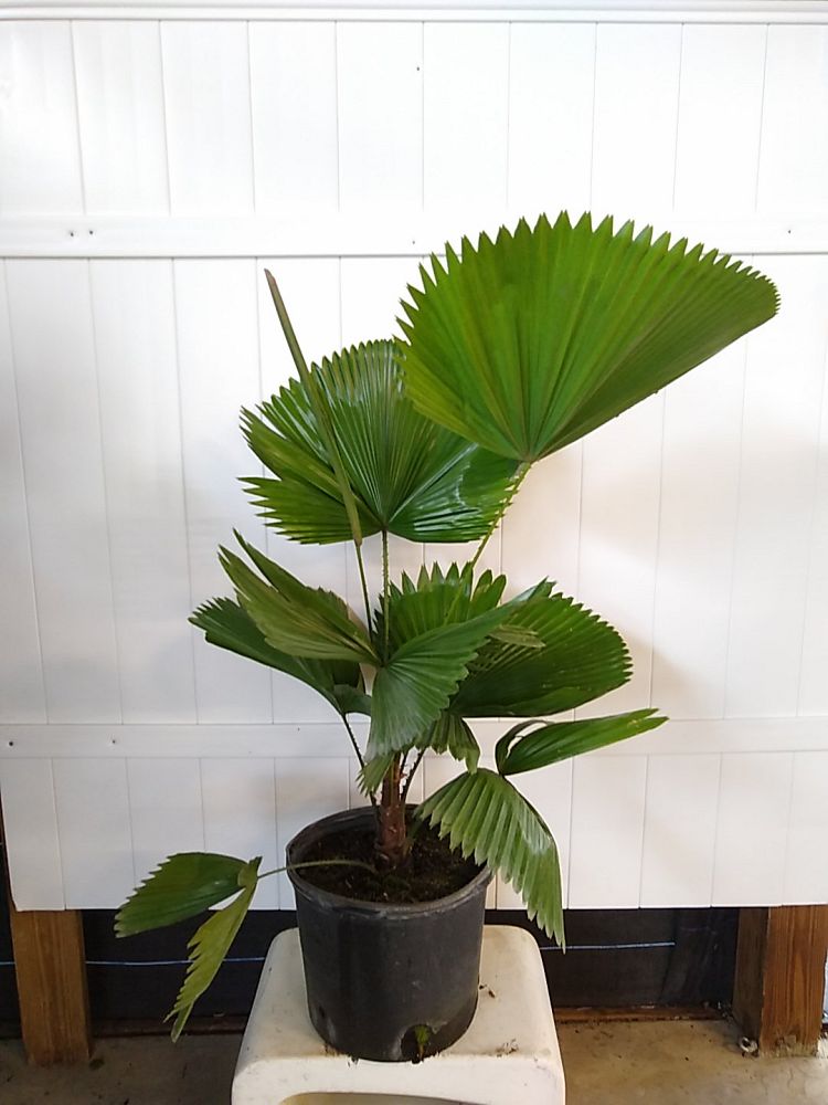 Licuala peltata sumawongii, Licuala peltata elegans | PlantVine