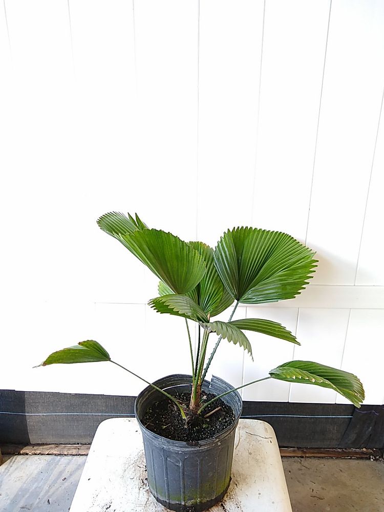 Licuala peltata sumawongii, Licuala peltata elegans | PlantVine